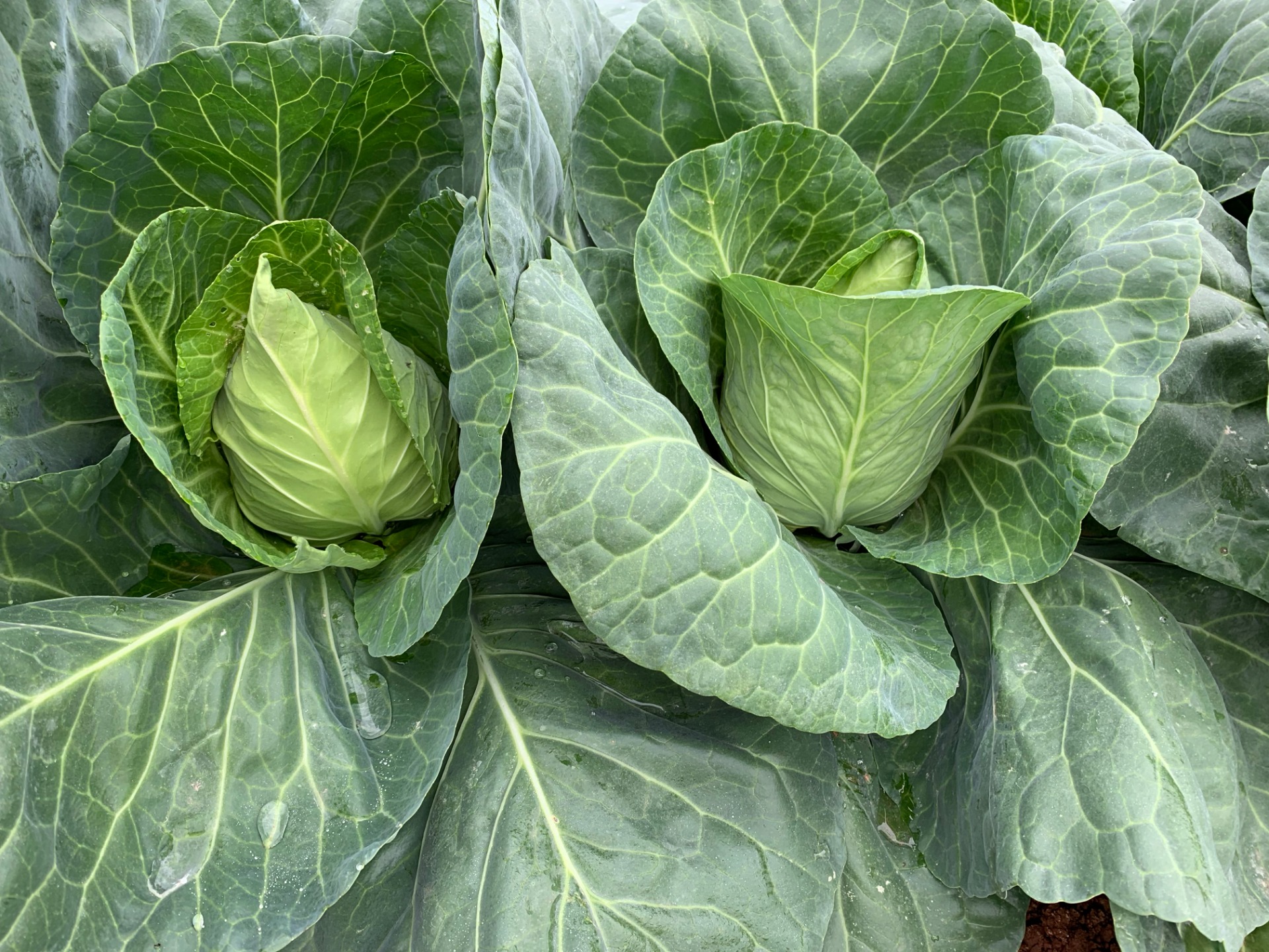 Couves – Ribahorta